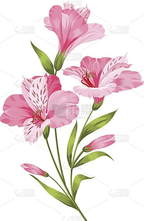 在白色上孤立的老花枝素材 花瓣网