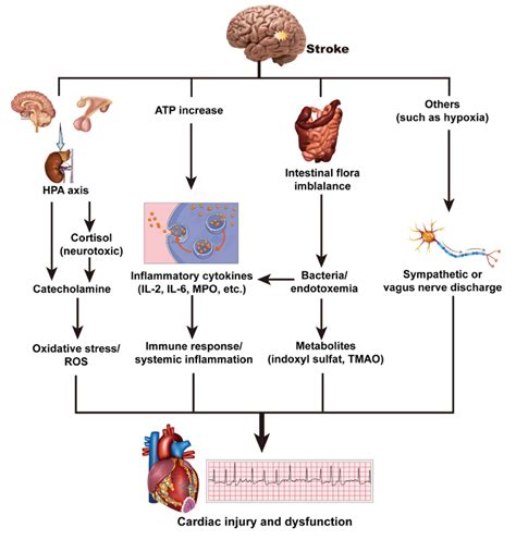 Frontiers Heart Brain Axis Association Of Congenital Heart 56 Off