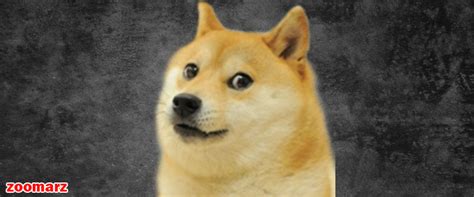 شیبا وضعیت وخیمی دارد علت چیست؟ زوم ارز