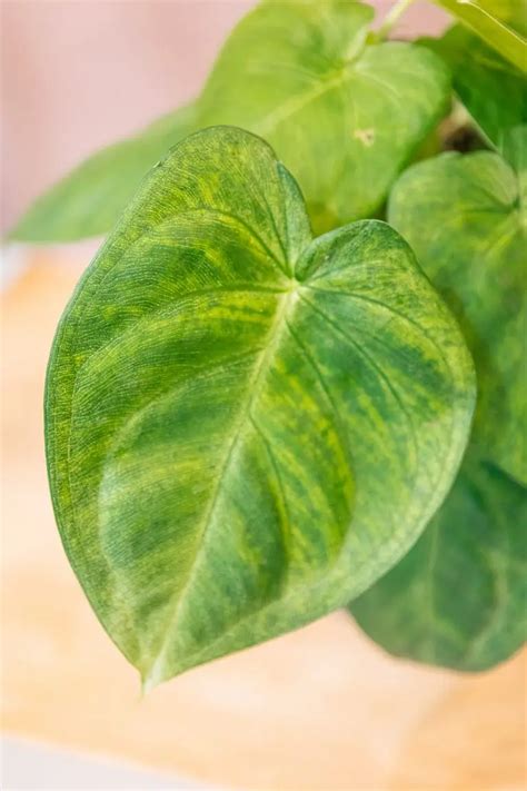 Syngonium Macrophyllum Ice Frost — Plantologie