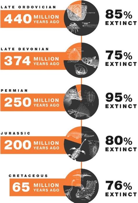 Timeline Of A Mass Extinction The Earths Sixth Mass Extinction Mvfg