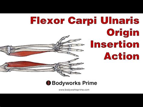 Extensor Digitorum Origin And Insertion