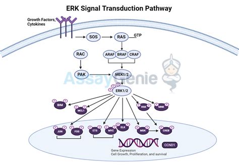 The Erk Signal Transduction Pathway A Keystone In Cellular