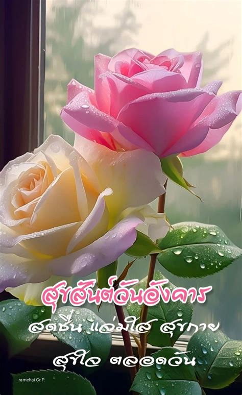 ปักพินโดย Ramchai Chuenbumrung ใน สวัสดีวันอังคาร สุขสันต์วันเกิดการ์ด ดอกไม้สีชมพู Diy และ