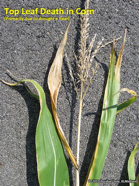 Top Leaf Death Or Dieback In Corn Corny News Network Purdue