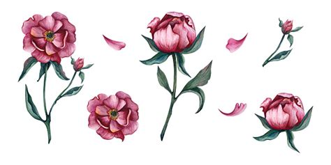 수채화로 그리는 분홍색 모란 새싹 세트입니다 손으로 그린 그림 와 꽃 와 고립된 통하고 있는 백색 배경 세계 여성의 날을 위한 작곡 봄 휴가를 위한 카드 및 선물 0명에