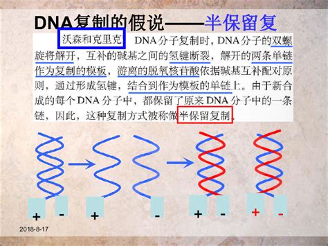 人教版高中生物必修二 3 3 Dna的复制（17张） 21世纪教育网