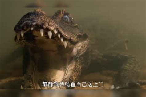 这鳄鱼太鸡贼了为了吃鲶鱼张大嘴生生在水底憋气5个小时
