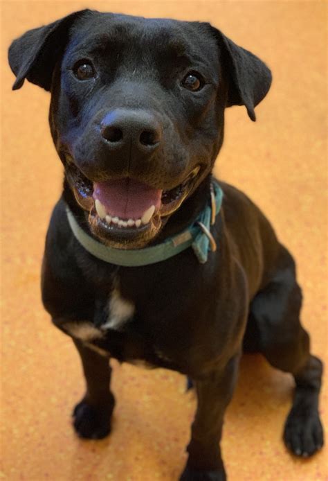 Radar Medium Male Labrador Retriever X American Staffordshire Bull