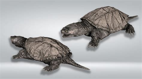 Turtle 01 Filebase For Unity Turtle 01 Filebase For Unity