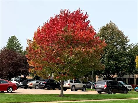 Minnesota Dnr Releases First Fall Color Report