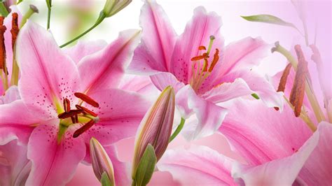 Lily Wallpapers Top Free Lily Backgrounds Wallpaperaccess
