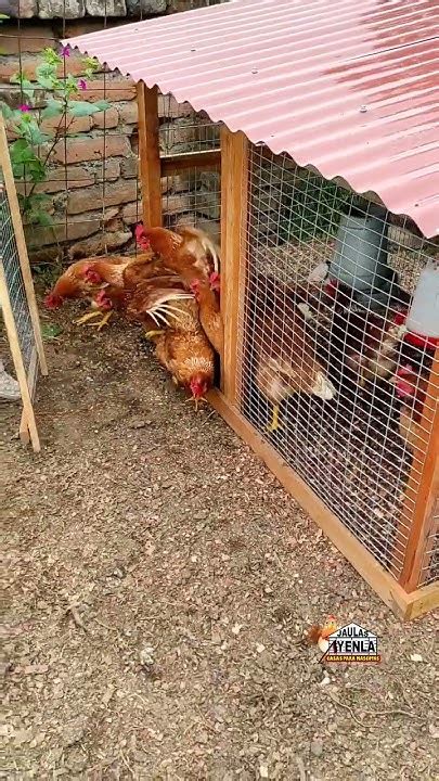 Gallinero Casero 100 Funcional Simple Sencillo Youtube