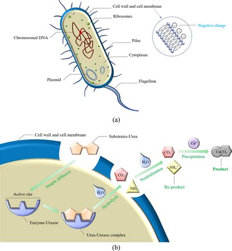 Schematic Drawing For The Micp Process A Cell Membrane Of