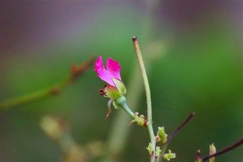 흐릿한 배경을 가진 가지에 작은 분홍색 꽃 사진 Unsplash의 무료 카라치 이미지