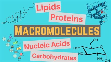 Macromolecules Assignment Diagram Quizlet