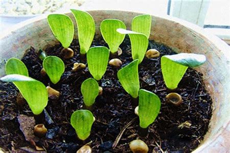 君子兰的种植方法 花百科
