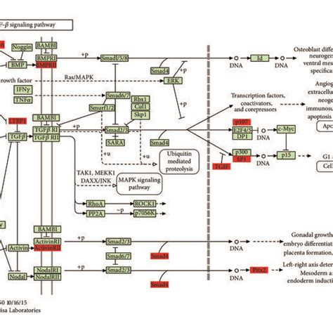 TGF β signaling pathway This map of TGF β signaling pathway was based