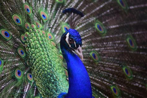 Peacock Dance Stock Image Image Of Bright Happy Wildlife 276894287