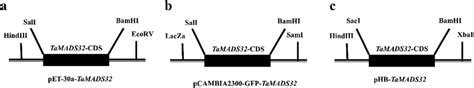Schematic Diagram Of Carrier Construction Prokaryotic Expression