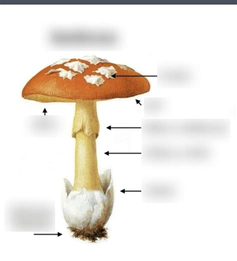 Plant Pathogens Exam 2 Diagram Quizlet