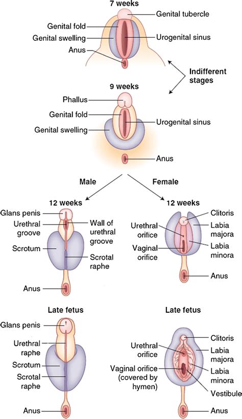Female Development Anatomy