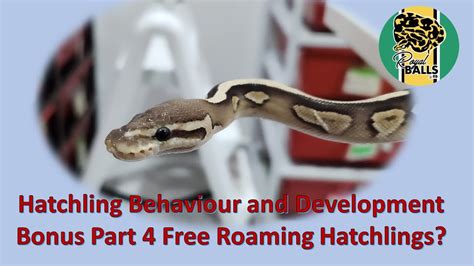 Breeding Ball Pythons Hatchling Part 4 YouTube