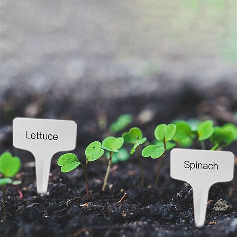 100200 Pcs Pvc T Type Planten Pot Insert Labels H Grandado