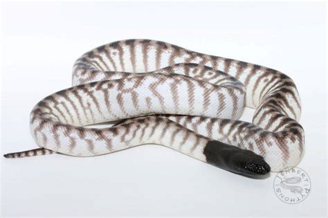 Black Headed Python Jenbert Pythons