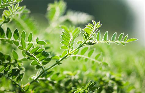 Plant And Animal Genotyping Analyze Animal And Plant Traits With Arrays
