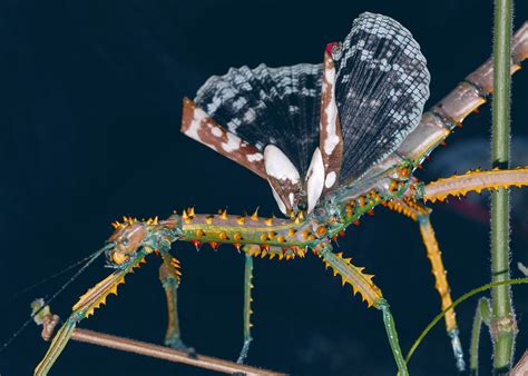 Giant Stick Bug