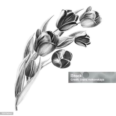 아름다운 흑백 튤립 구성 꽃다발 플로럴 프린트 마커 그리기 0명에 대한 스톡 벡터 아트 및 기타 이미지 0명 개화기 검은색 Istock