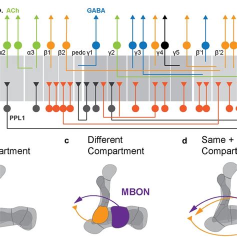 Mushroom Body Dopaminergic Neurons Form Recurrent Connections A