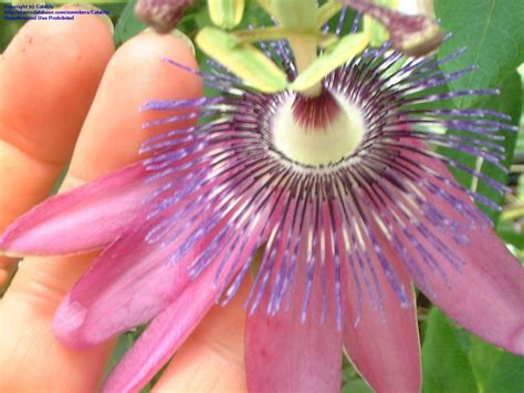 Plantfiles Pictures Passiflora Passion Flower Passion Vine Lavender