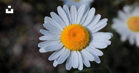 흰색과 노란색 꽃의 클로즈업 사진 Unsplash의 무료 콜럼버스 이미지