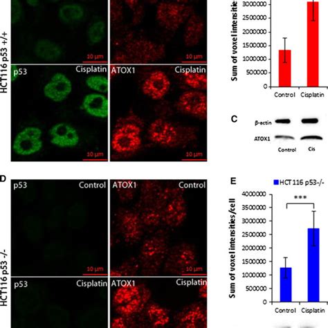 Effect Of Atox1 Knockdown On Nuclear Localization Of [ 64 Cu]copper Download Scientific Diagram