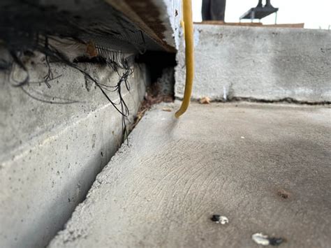 Mice Getting Into My Basement R Pestcontrol