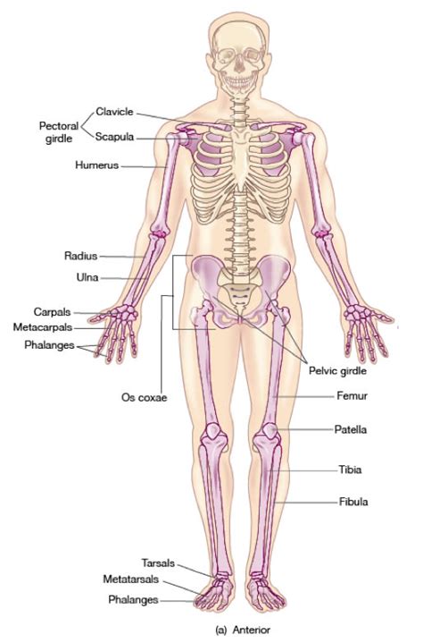Skeletal System Appendicular Overview