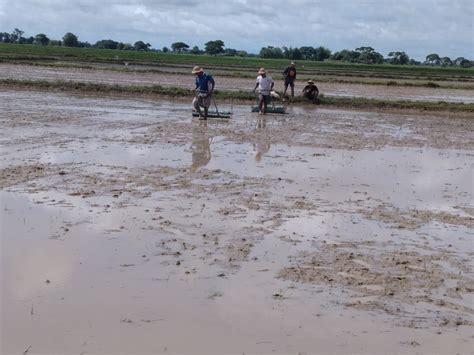 ကဝမြို့နယ်၌ မိုးစပါးမျိုးစေ့ချကိရိယာ Seeder ဖြင့် တိုက်ရိုက်မျိုးစေ့ချစိုက်ပျိုးခြင်း လက်တ