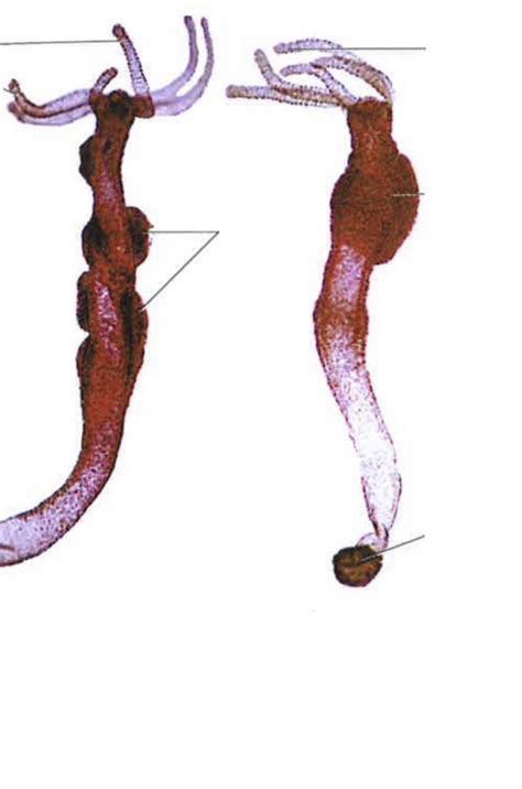 Hydra Sexual Structures Diagram Quizlet