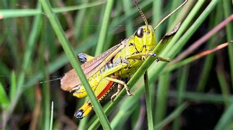 Hop Of Hope Returns Biggest Grasshopper To The Norfolk Broads Bbc News