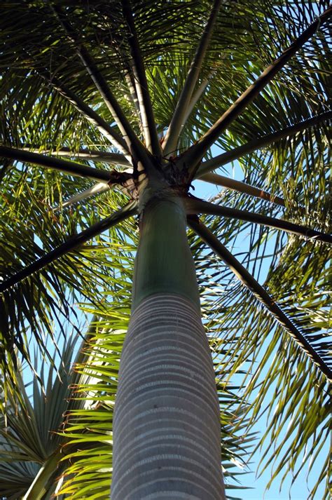 Palm Free Photo Download FreeImages