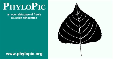 Populus Tremuloides Tremuloides By Mason Mcnair Cc0 1 0 Phylopic