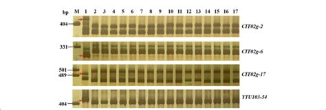 figure e amplification patterns of pmynnnnnn linked markers citttg a