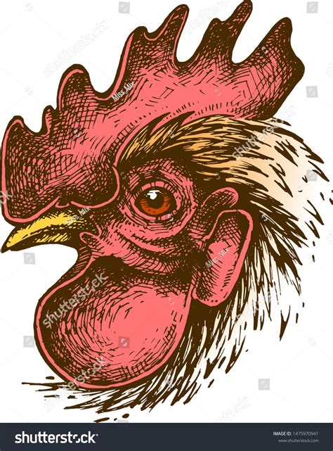 Cock Ink Drawing Vector Illustration Stock Vector Royalty Free