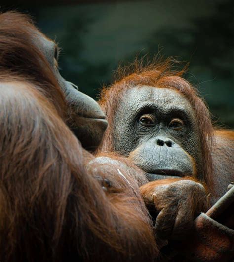 Orangutan Conservation Practices And Techniques Otto
