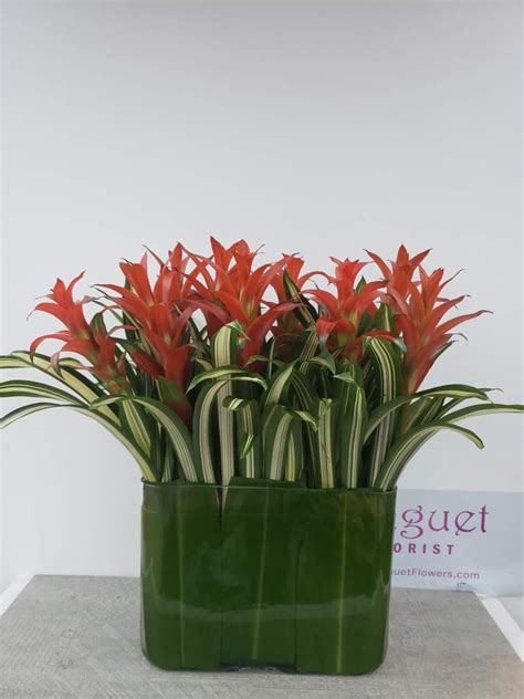 Bromeliad Arrangement In Beverly Hills Ca Muguet Florist