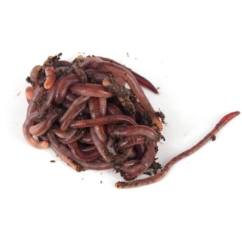 Worm Cafe Kit Worms Direct