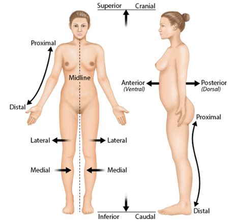 Directional Terms Diagram Quizlet
