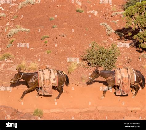 Two Mules In A Mule Train Passes Below On A Dusty Trail In The Grand